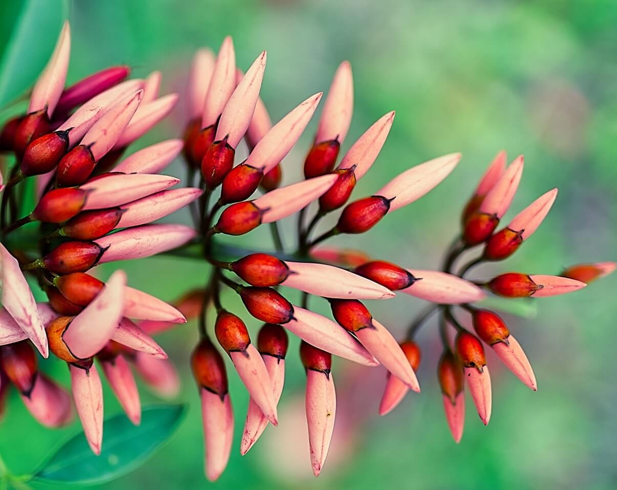 Ceibo - Flor Nacional Argentina